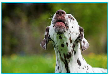 My Dog Barks a Lot: Should I be Concerned? - Welcome to The Insurance ...