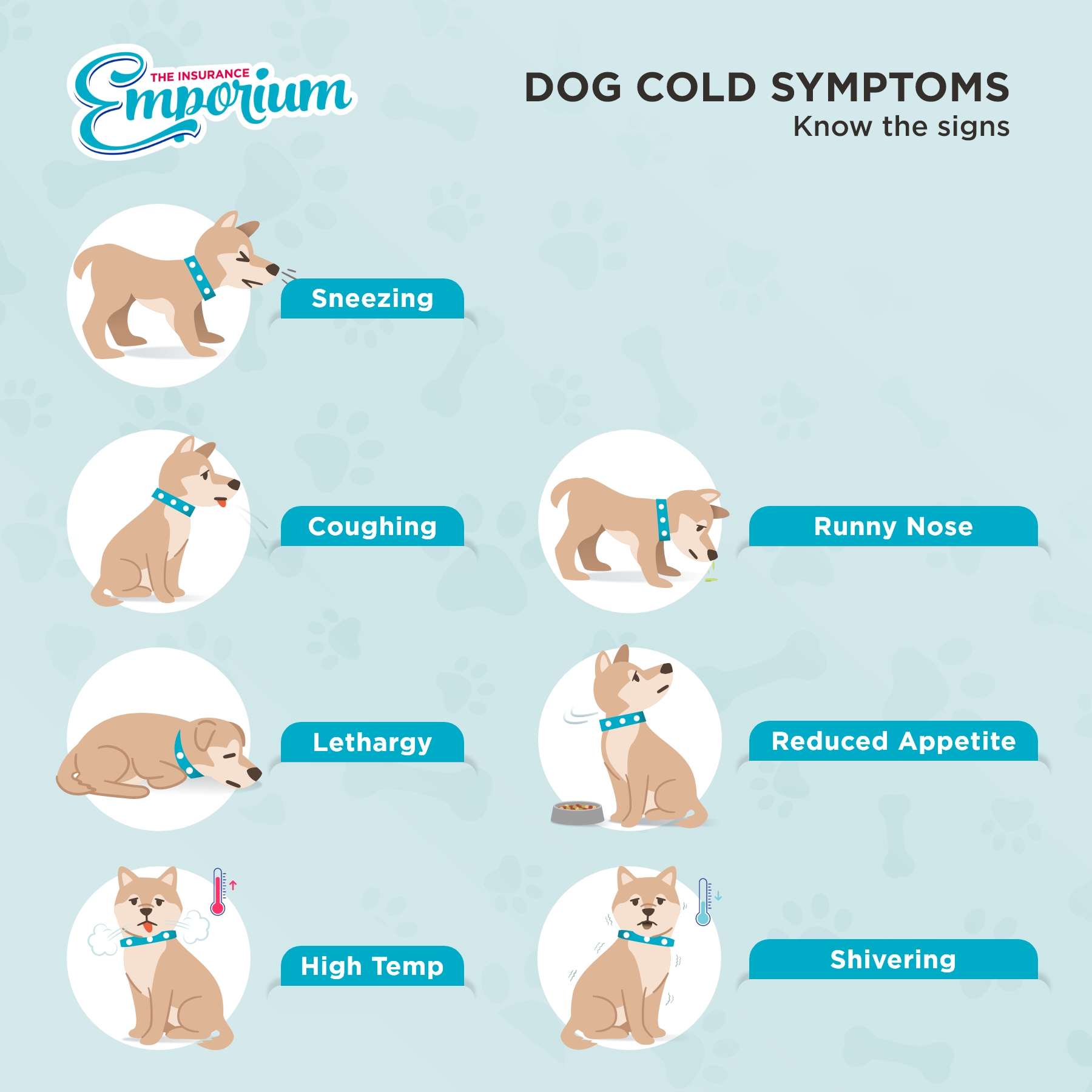 SICK AS A DOG – CAN DOGS GET COLDS?