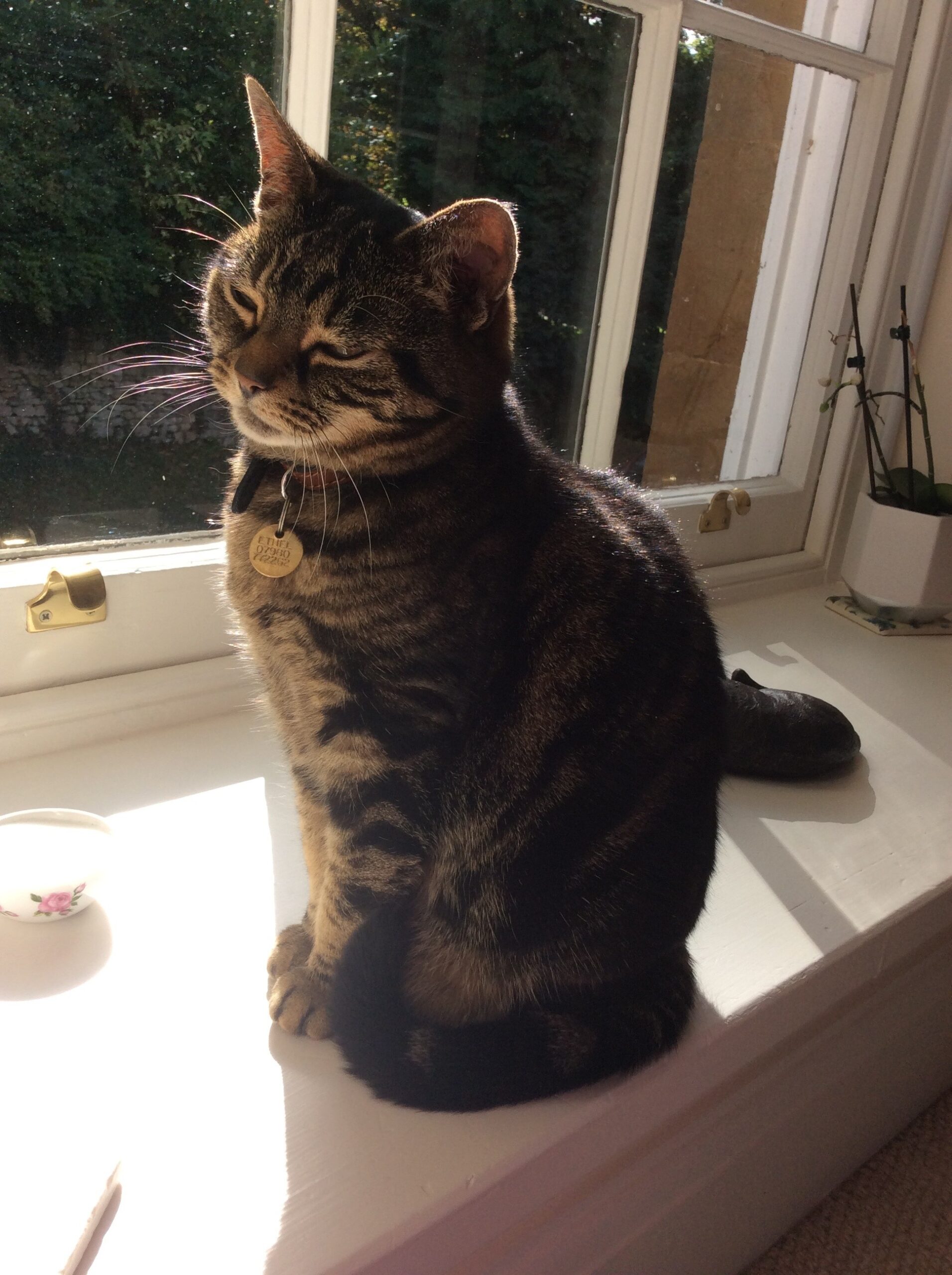 Customer Testimonial - Ethel, Cat Insurance