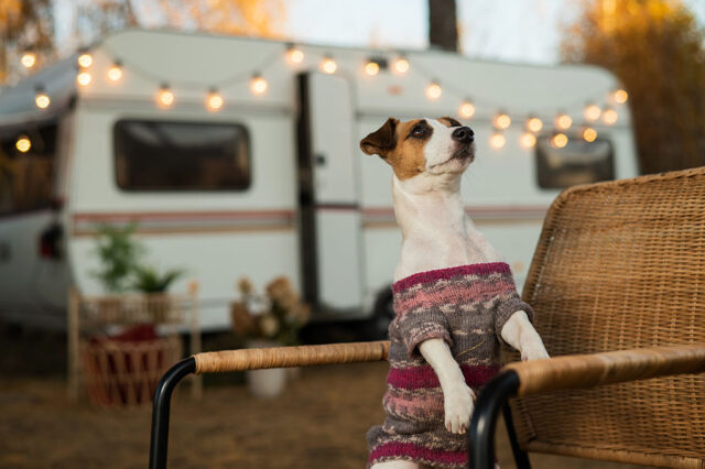 The Insurance Emporium | DOG FRIENDLY CARAVAN HOLIDAYS IN YORKSHIRE