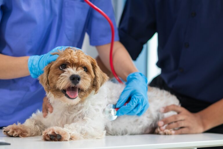 Average Vet Costs for the UK's Most Popular Dog Breeds