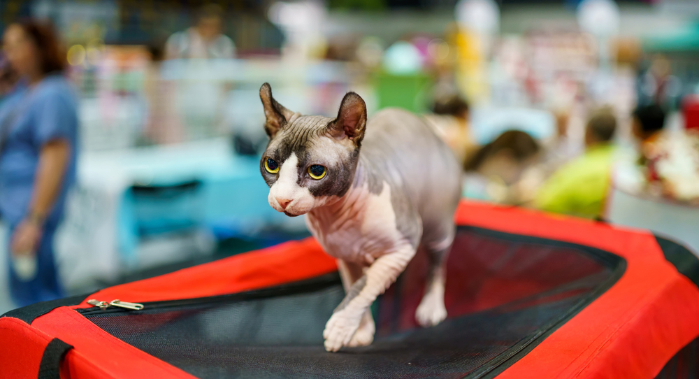 THE BALD AND THE BEAUTIFUL – 10 HAIRLESS CAT BREEDS