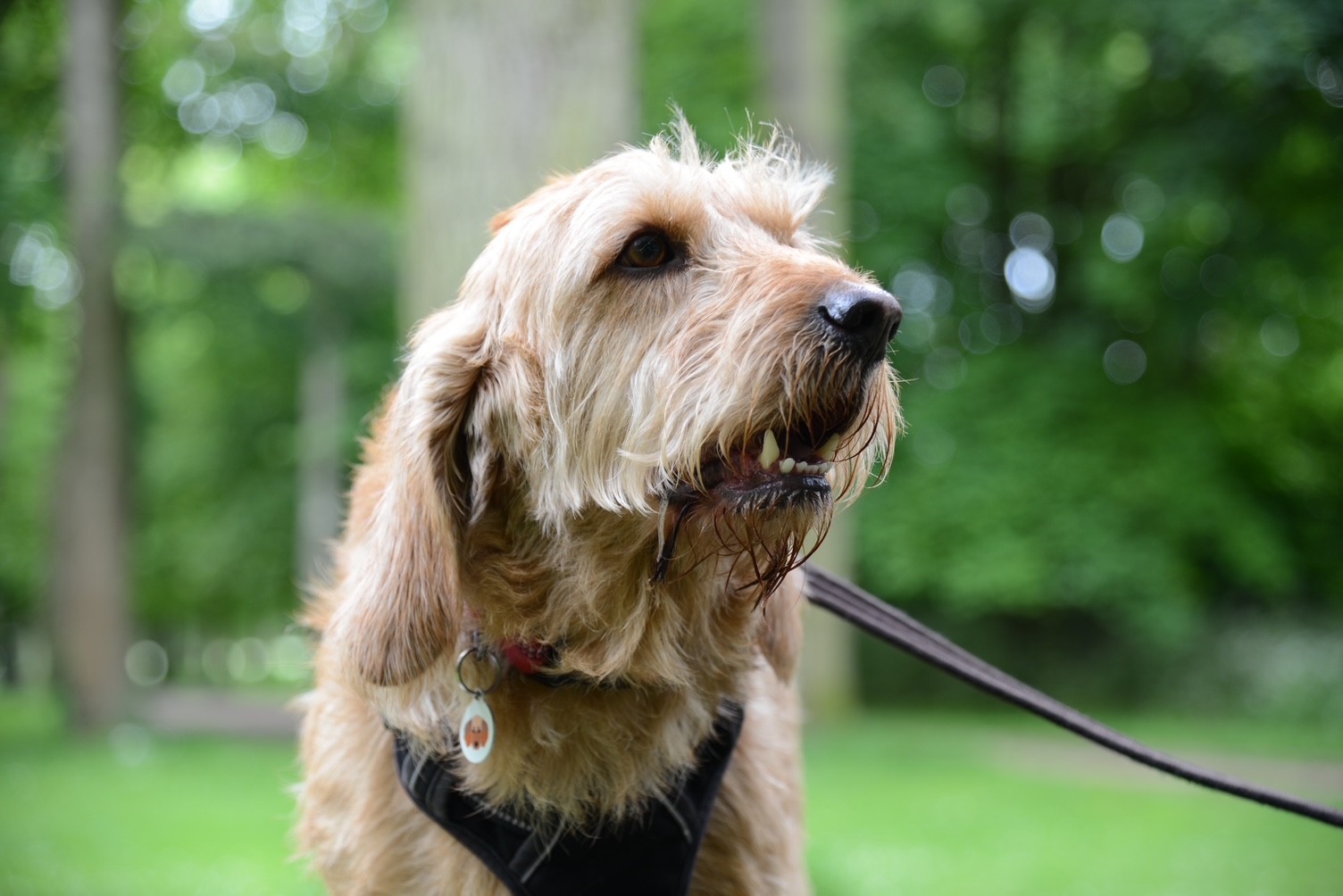 Customer Testimonial: Gus, Dog Insurance
