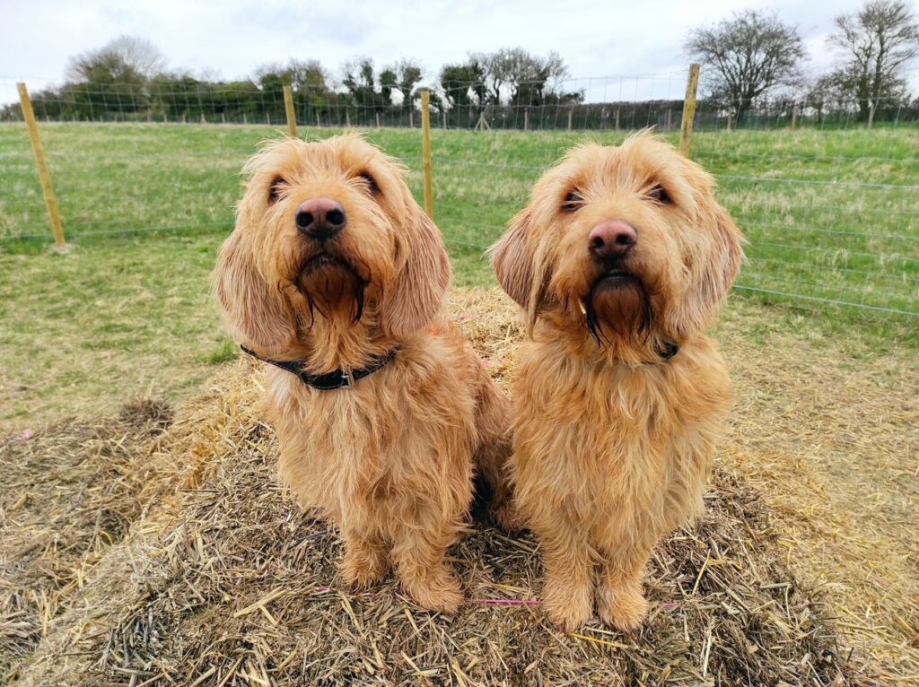 Customer Testimonial: Gus, Dog Insurance
