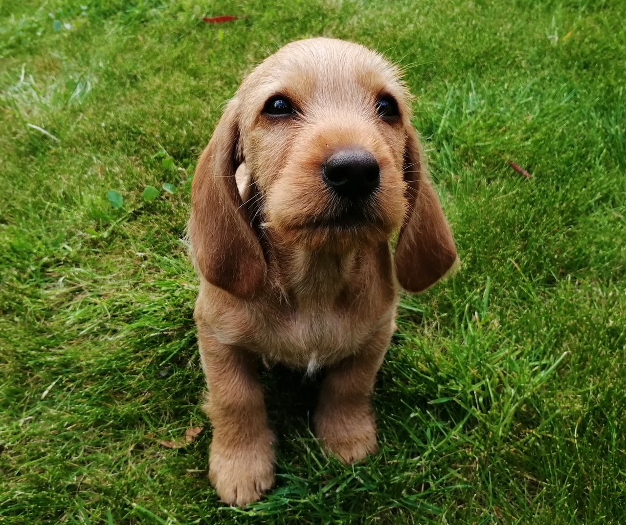 Customer Testimonial: Gus, Dog Insurance
