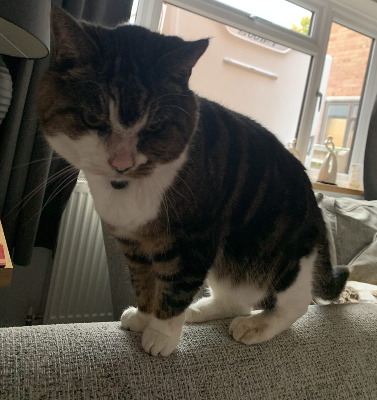 Customer Testimonial: Mitsy, Cat Insurance