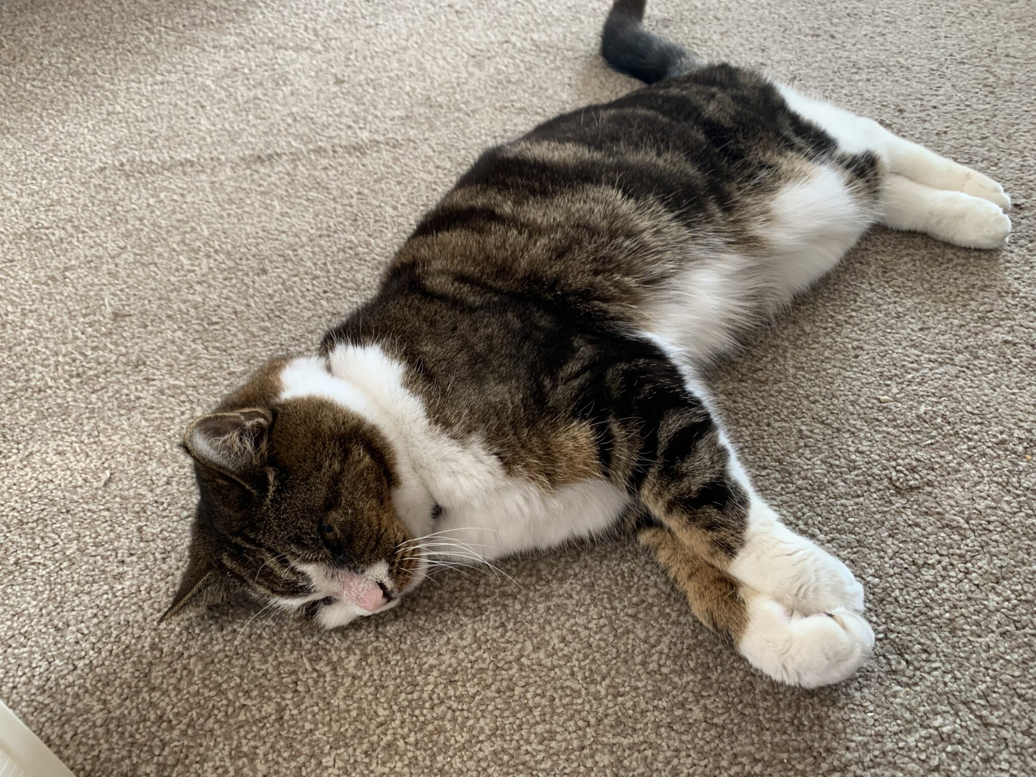 Customer Testimonial: Mitsy, Cat Insurance