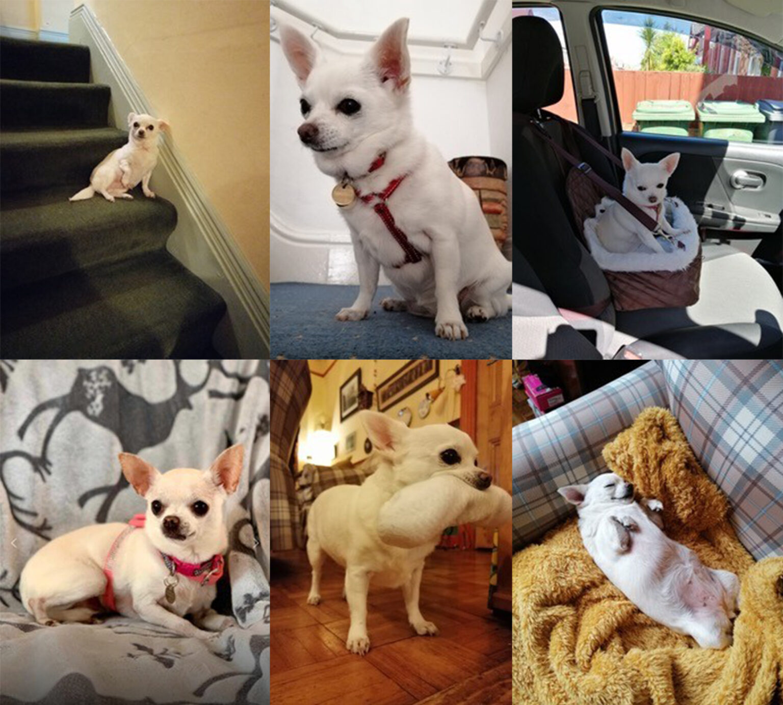 Customer Testimonial: Saffy, Dog Insurance