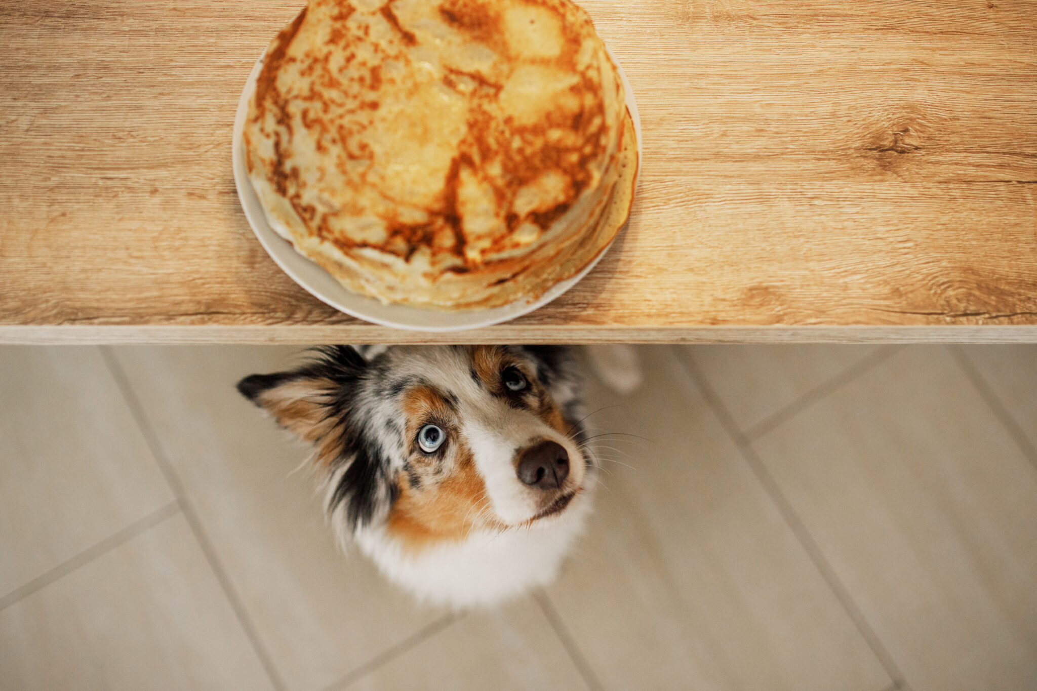 IS IT SAFE FOR PETS TO EAT PANCAKES?